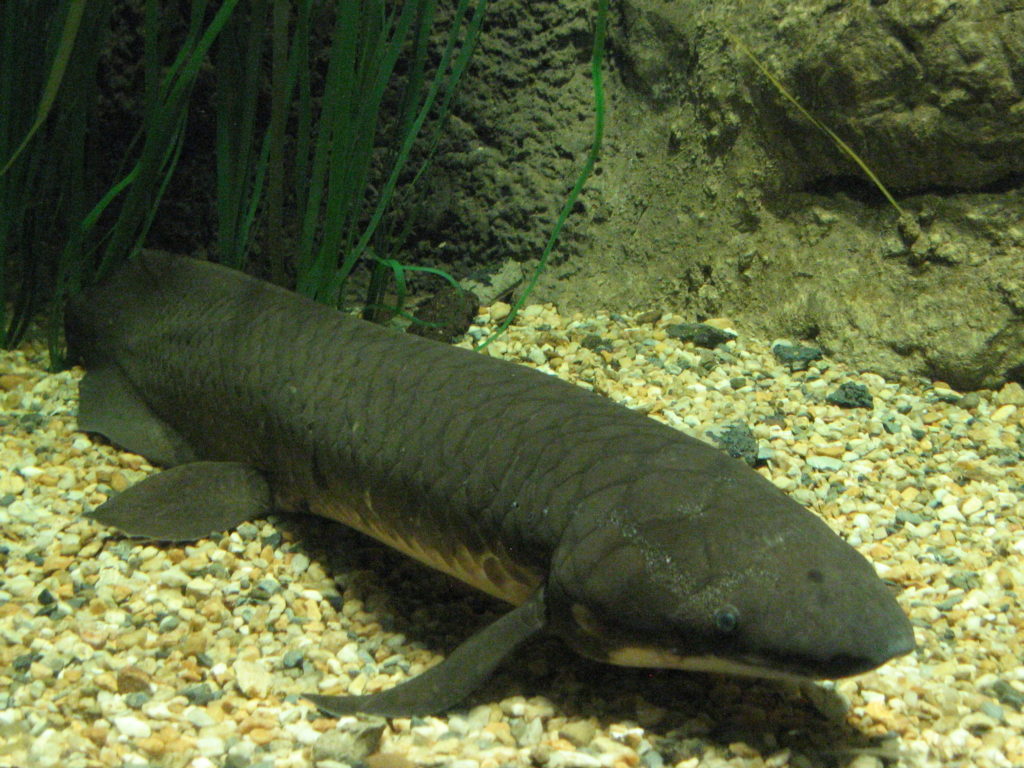 Are Lungfish An Unusual Pet? - Pets HQ Online