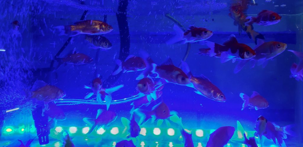 What is the importance and scope of ornamental fish culture? - Pets HQ ...