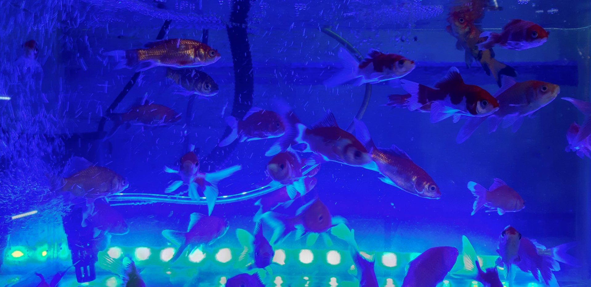 What is the importance and scope of ornamental fish culture? - Pets HQ ...